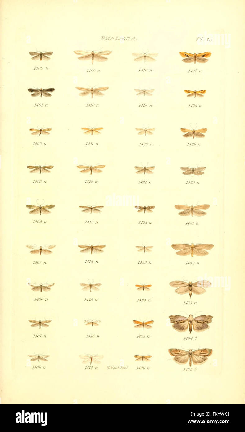 La planche 45 de *Index entomologicus* fournit des illustrations et des ...