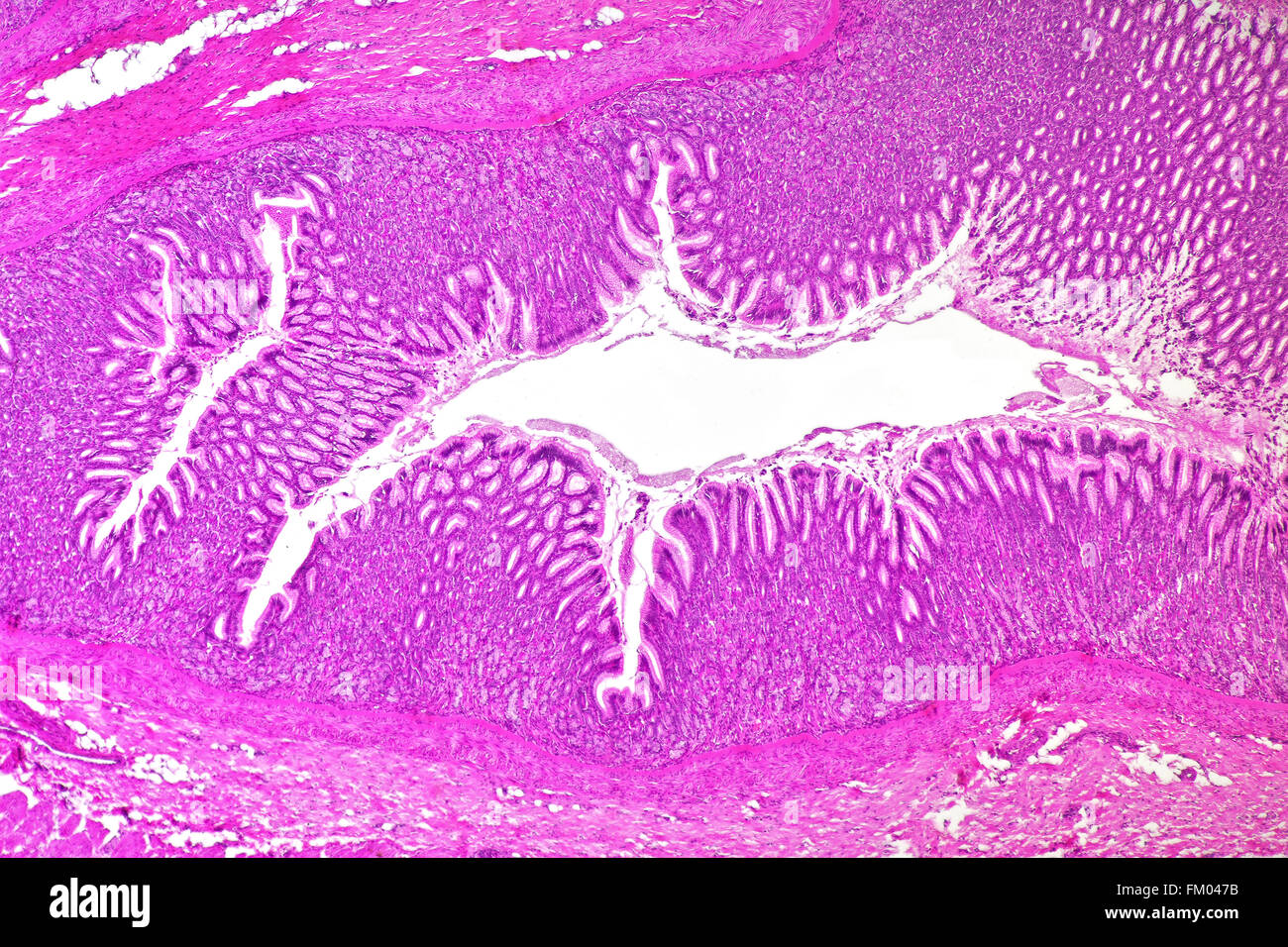 Microscope fundus stained micrograph Banque de photographies et d ...