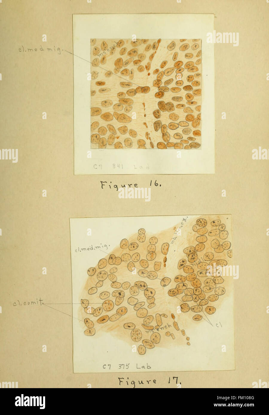 Racines nerveuses de la colonne vertébrale Banque de photographies et d ...