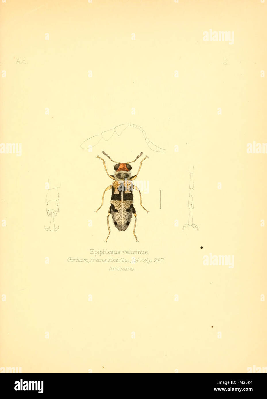 Cette plaque de « aide à l'identification des insectes » fournit des ...