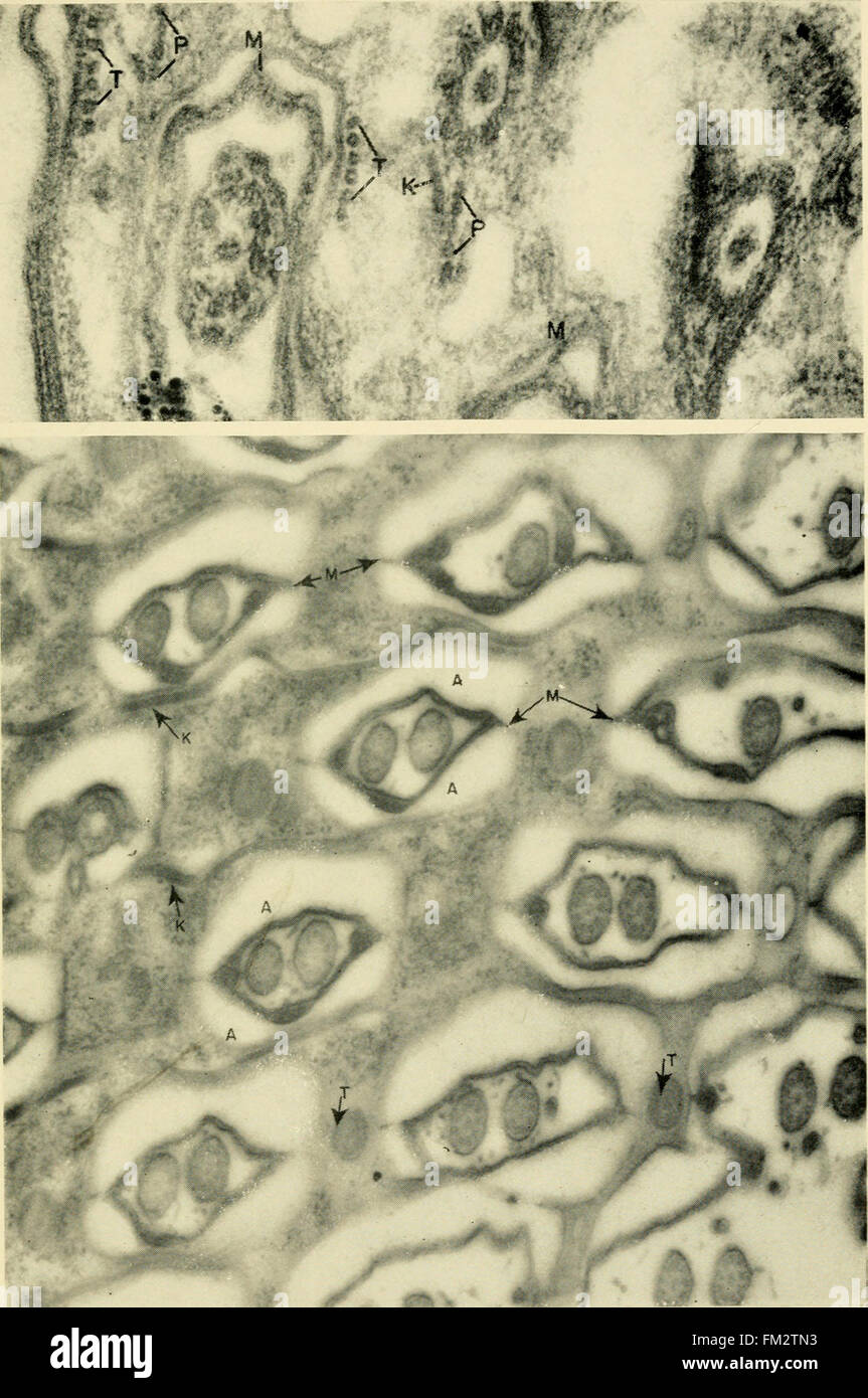 'Electron-microscopic structure of protozoa' (1963) présente des images ...