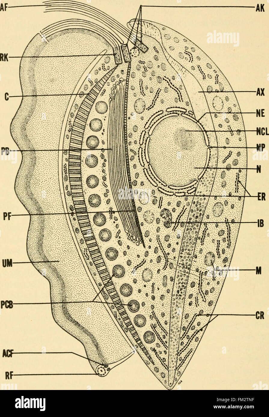 Dessin microscopique Banque de photographies et d’images à haute ...