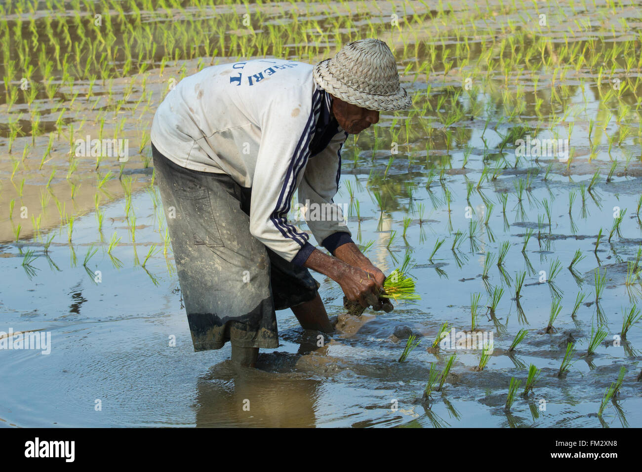Paysan balinais plantant du riz Banque de photographies et d’images à ...