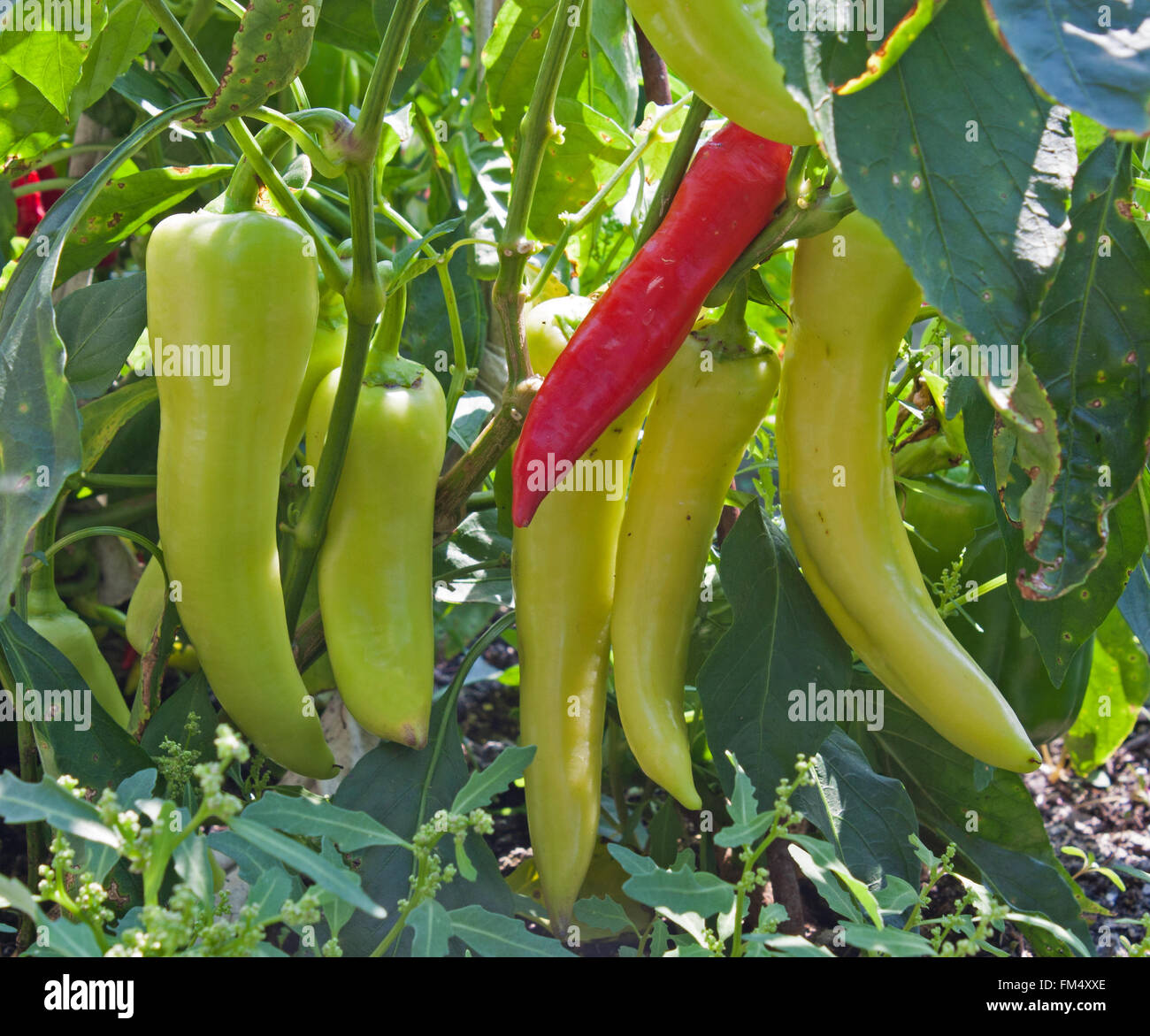 Banana pepper plant Banque de photographies et d’images à haute ...