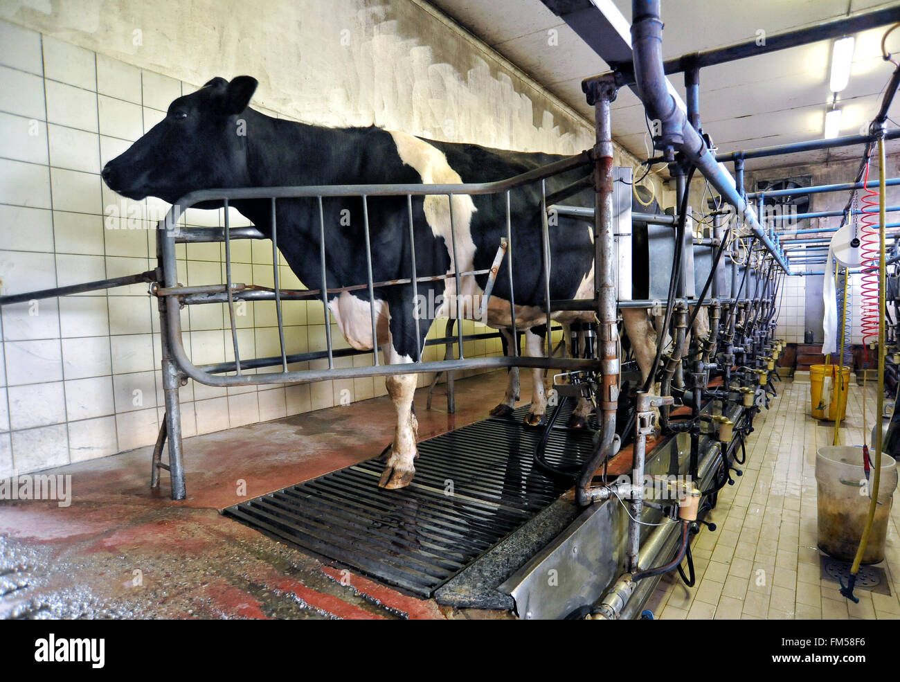 Les vaches laitières Holstein attachées à une machine à traire en un ...
