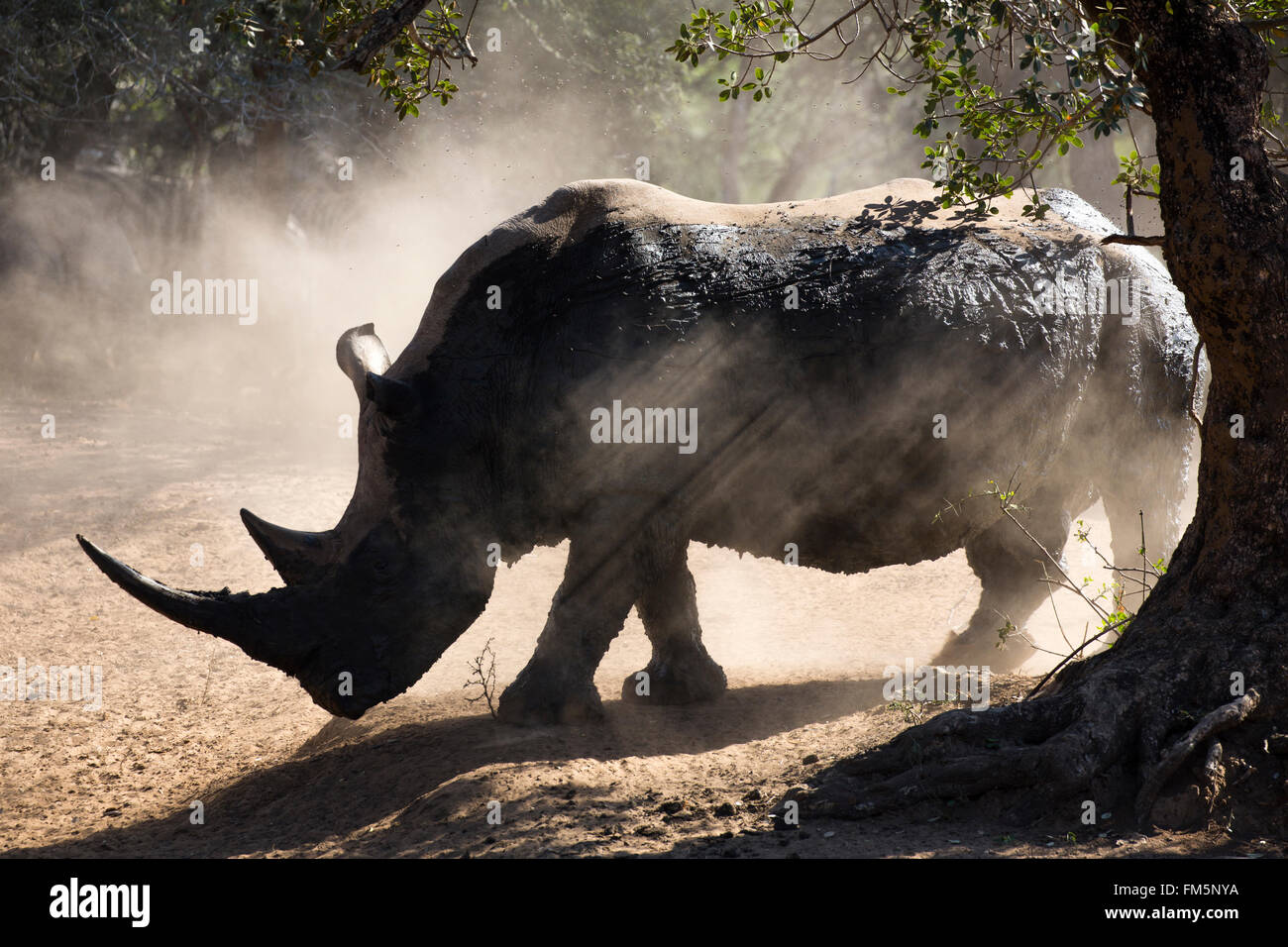 Rhinocéros blanc Banque de photographies et d’images à haute résolution ...