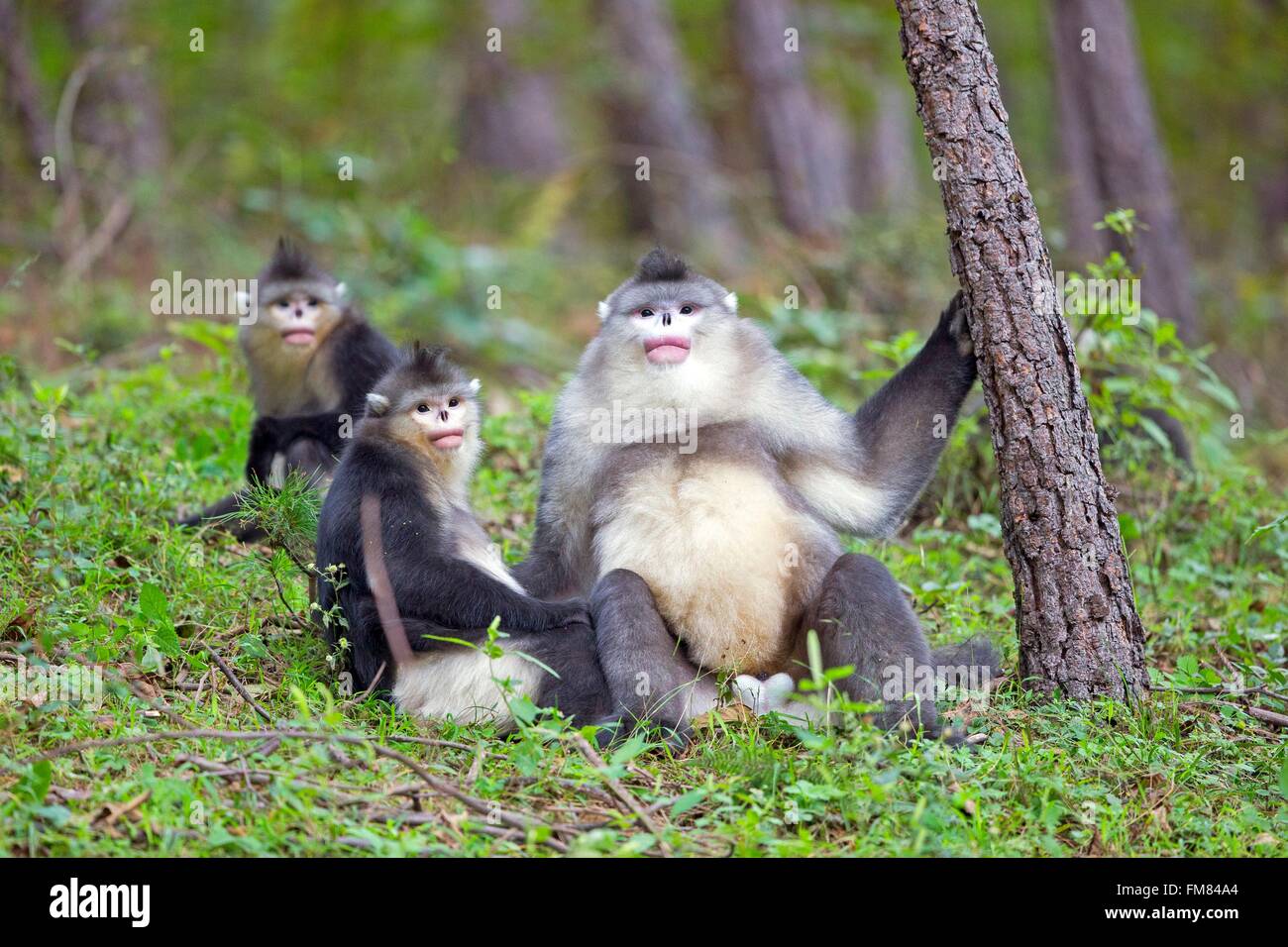 Rhinopithecus bieti femelle Banque de photographies et d’images à haute ...
