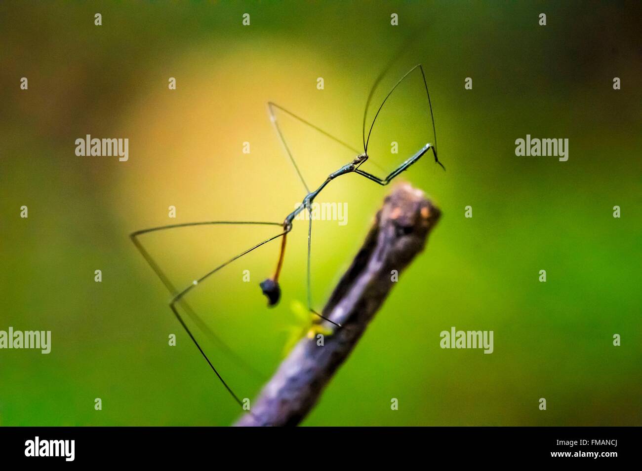 France, Guyana, Guyane Française, Parc amazonien zone cœur, Camopi ...
