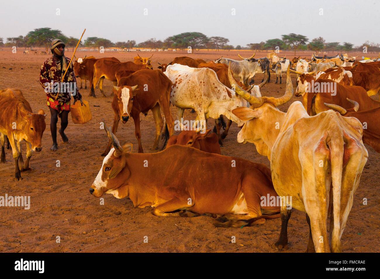 Sénégal, Sahel, région de Ferlo, Widou Thiengoly, troupeau de vaches ...