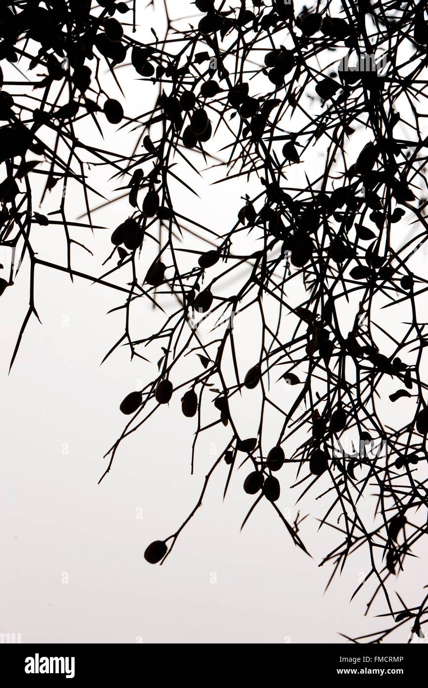 Balanites aegyptiaca Banque de photographies et d’images à haute ...