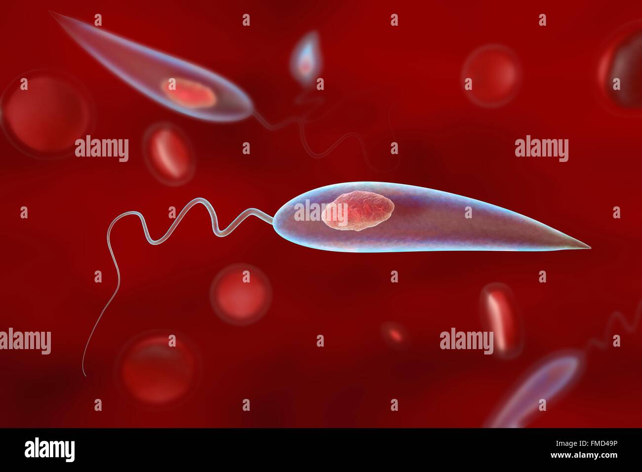 Leishmaniose cutanée Banque de photographies et d’images à haute ...