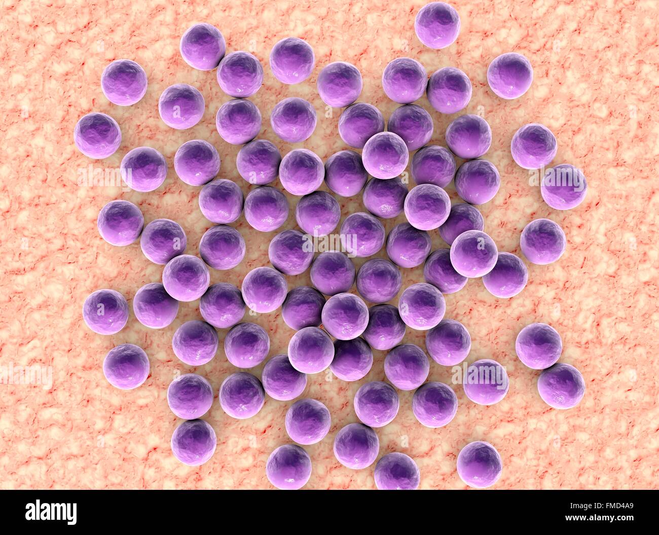 Bacteria cocci staphylococcus coccus Banque de photographies et d ...