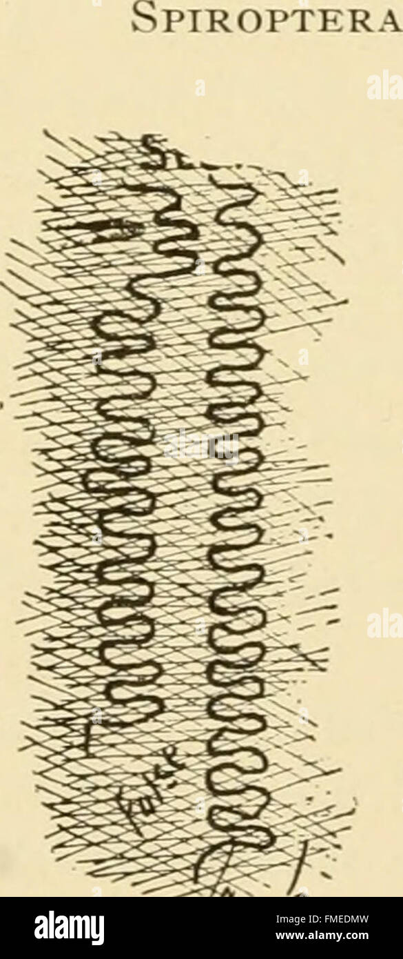 « Parasites animaux et maladies parasitaires » (1908) fournit une ...