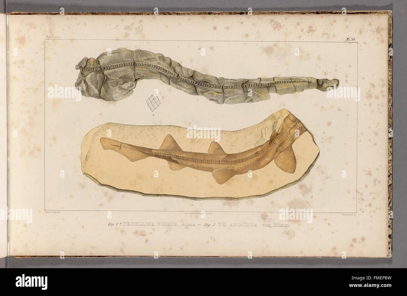 Cette plaque de 'recherches sur les poissons fossiles' illustre ...