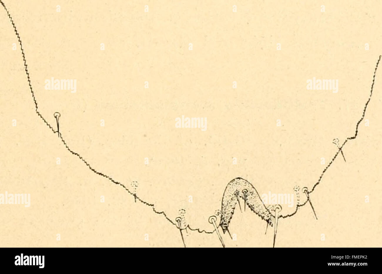 *Redia* (1905) est un travail scientifique sur la parasitologie, axé ...