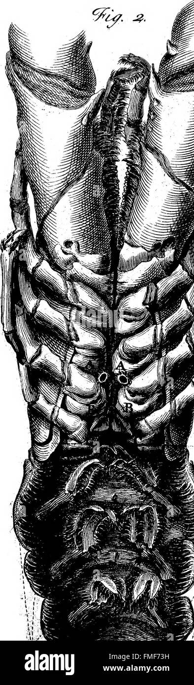 Hermaphrodite image Banque de photographies et d’images à haute ...