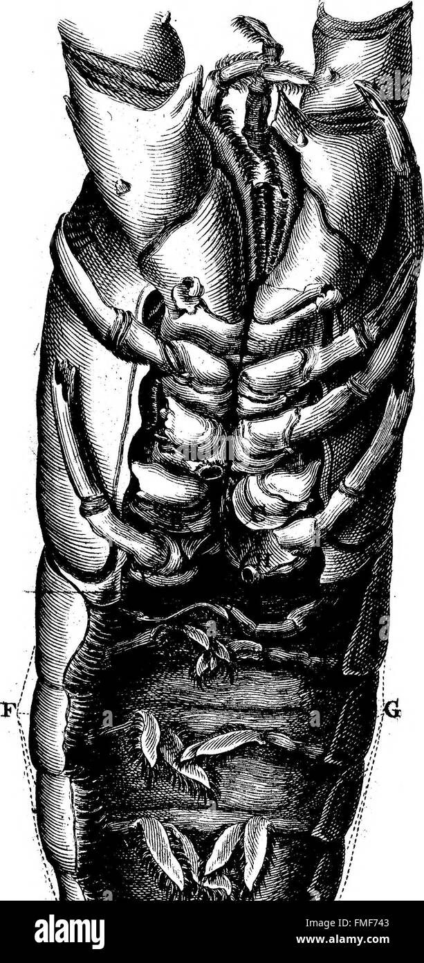 Hermaphrodite image Banque de photographies et d’images à haute ...