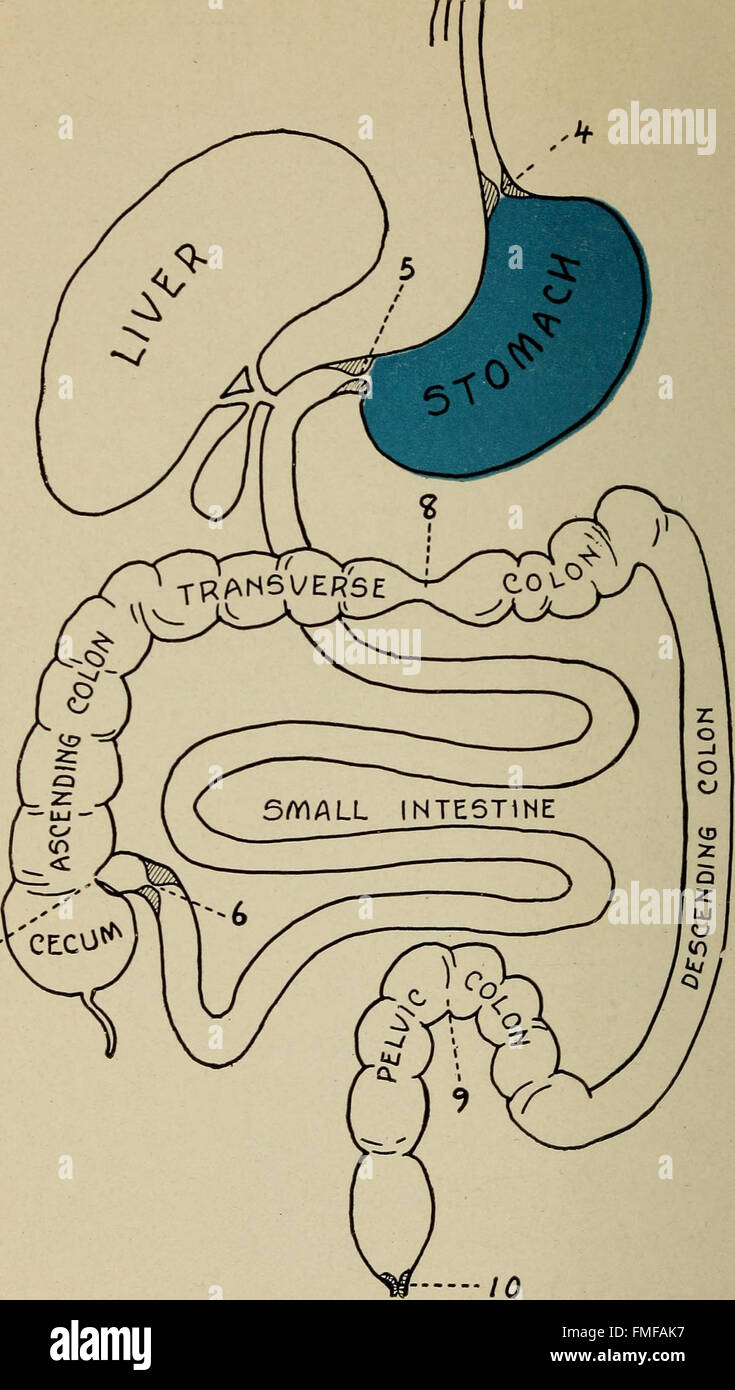 *L'itinéraire d'un petit déjeuner* détaille avec humour le processus ...