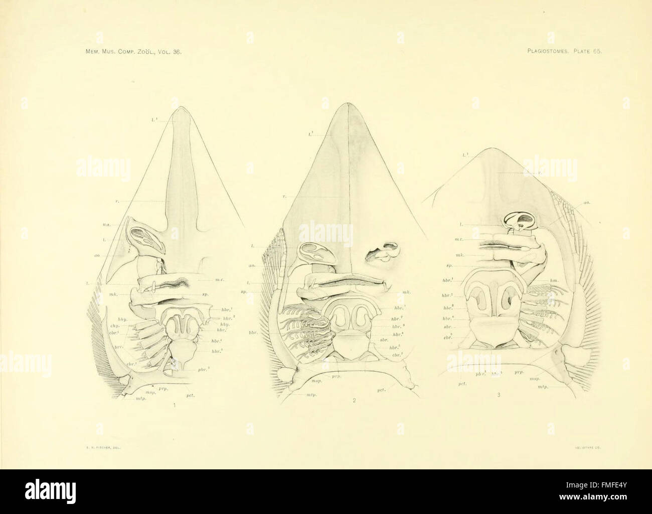 La planche 65 de 'The Plagiostomia' présente des illustrations ...