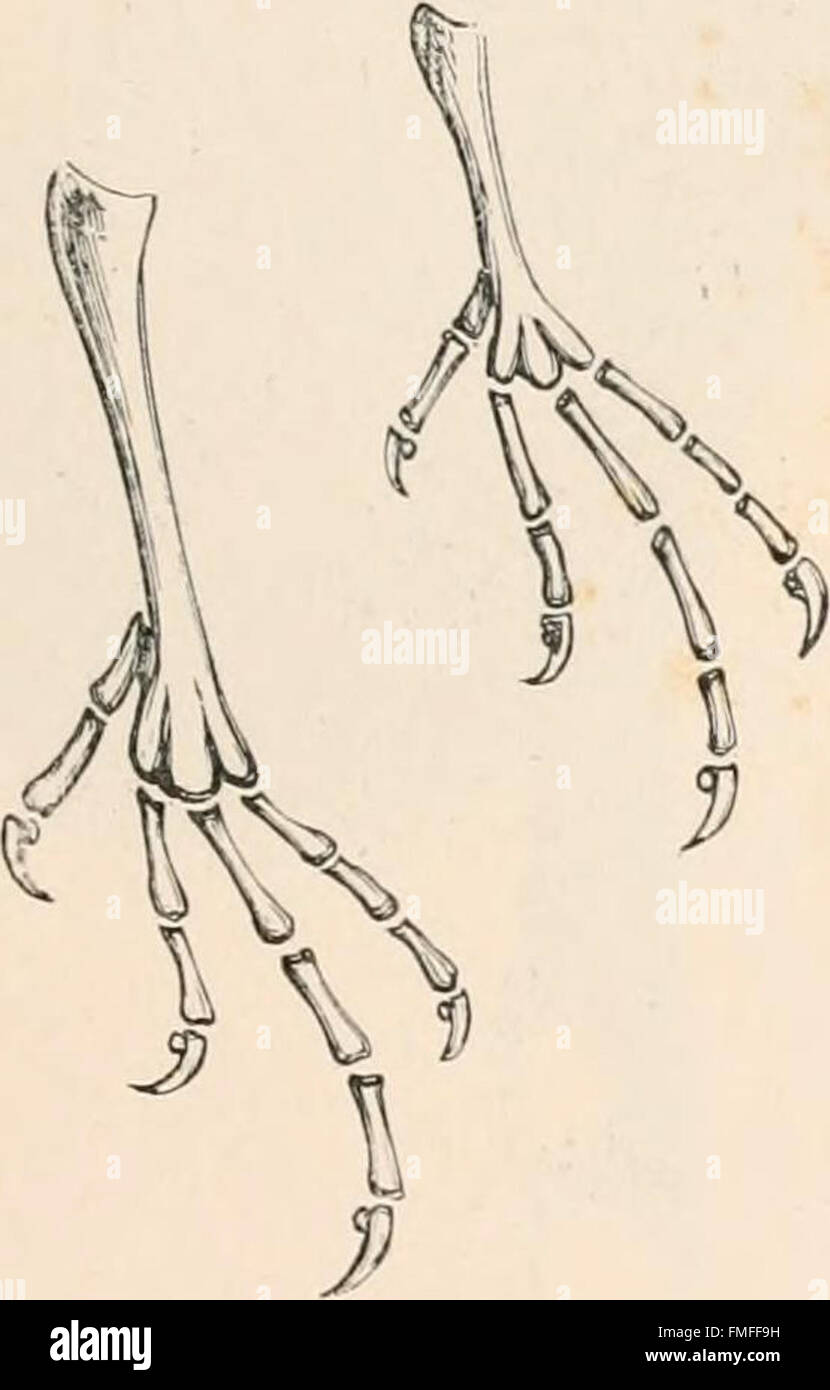 La structure et la classification des oiseaux (1898 Photo Stock - Alamy