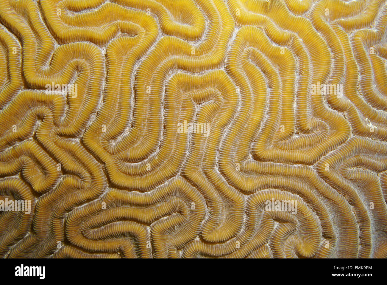 La vie marine sous-marine, Close up de la cerveau coral, Diploria ...