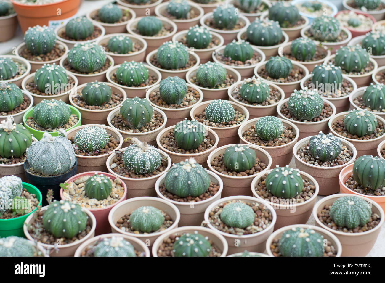 Cactus en pots Banque de photographies et d’images à haute résolution ...