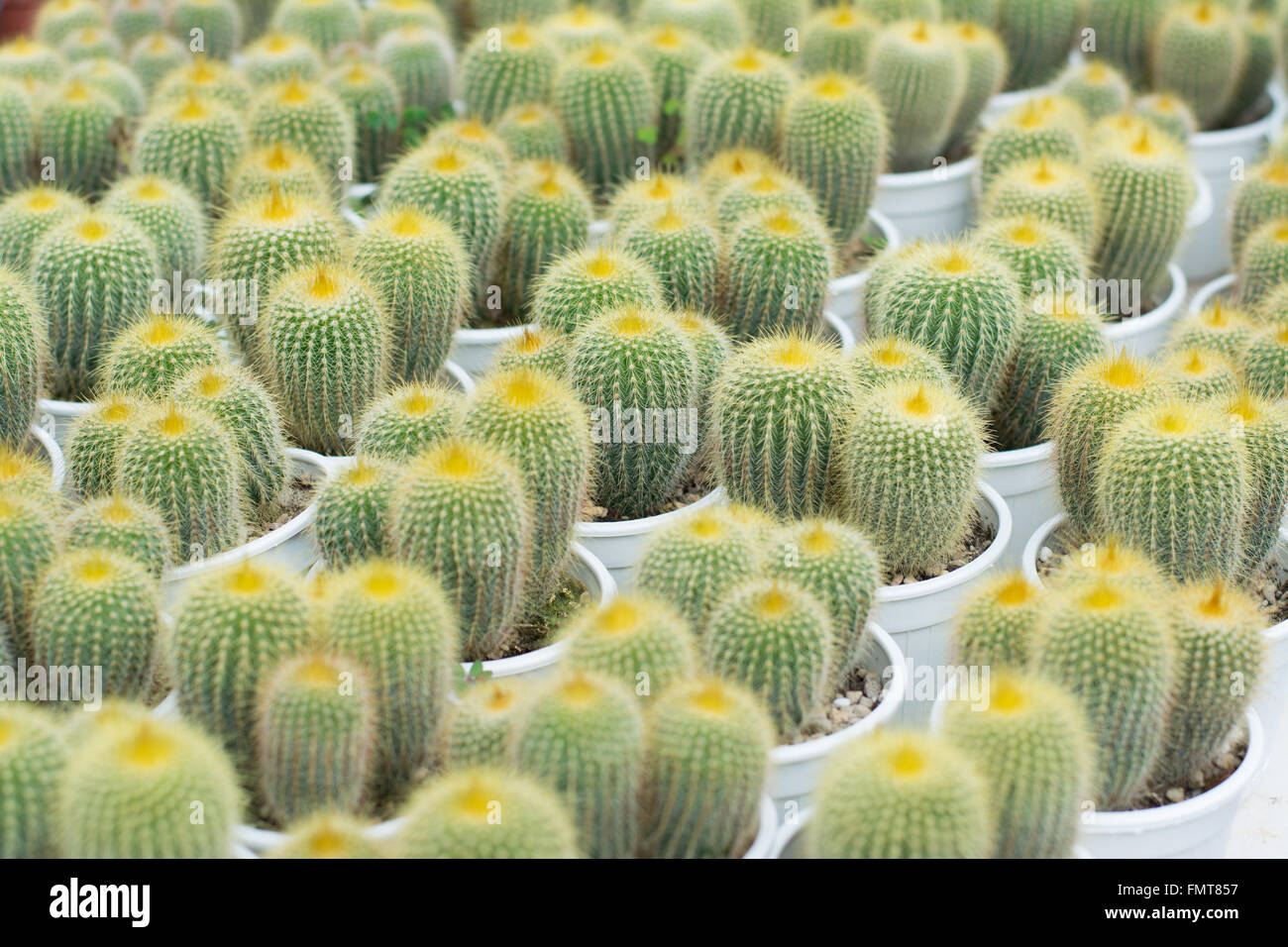 Cactus en pots Banque de photographies et d’images à haute résolution ...