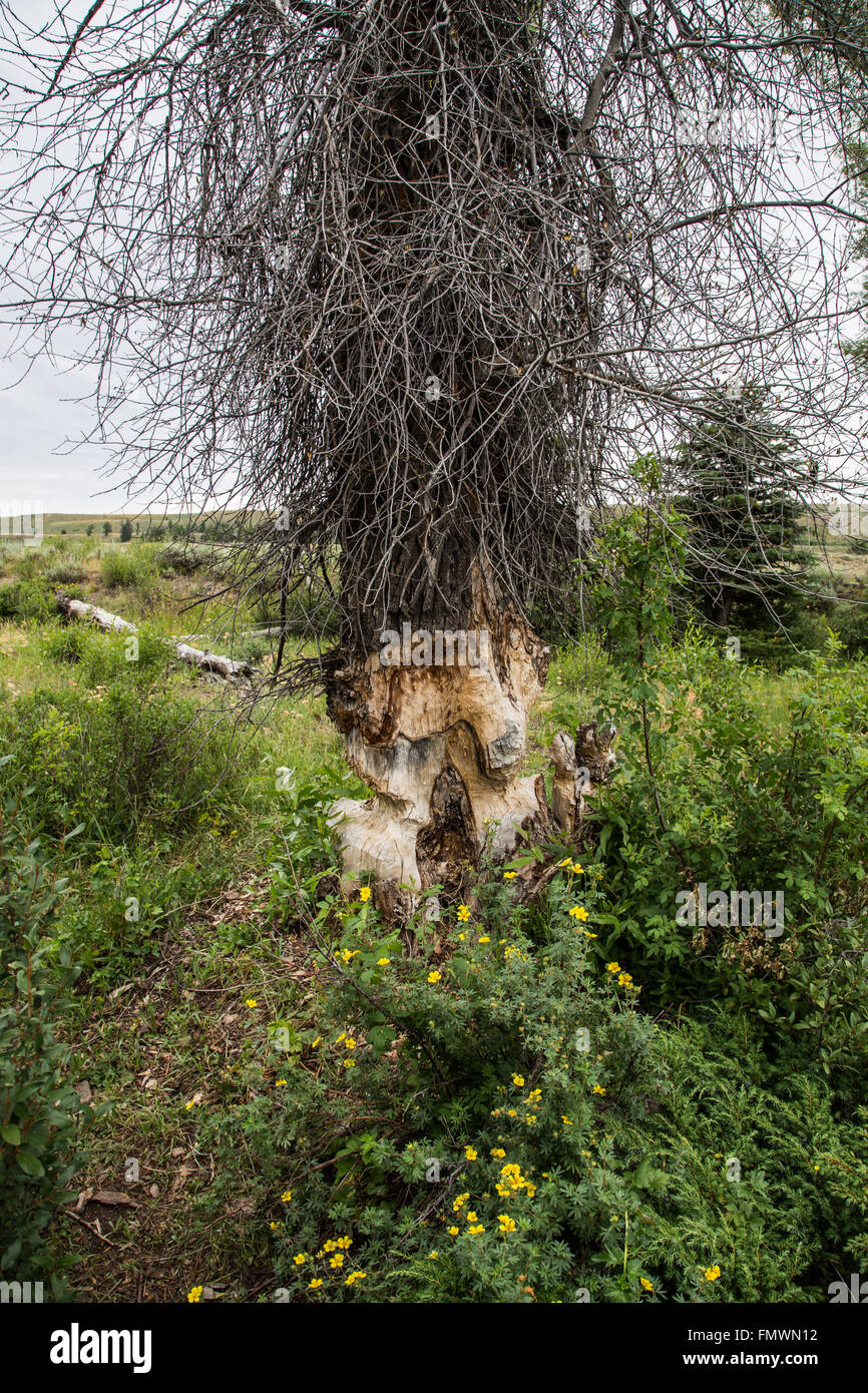 Arbre généalogique de castor en Grand Tetons National Park Photo Stock ...