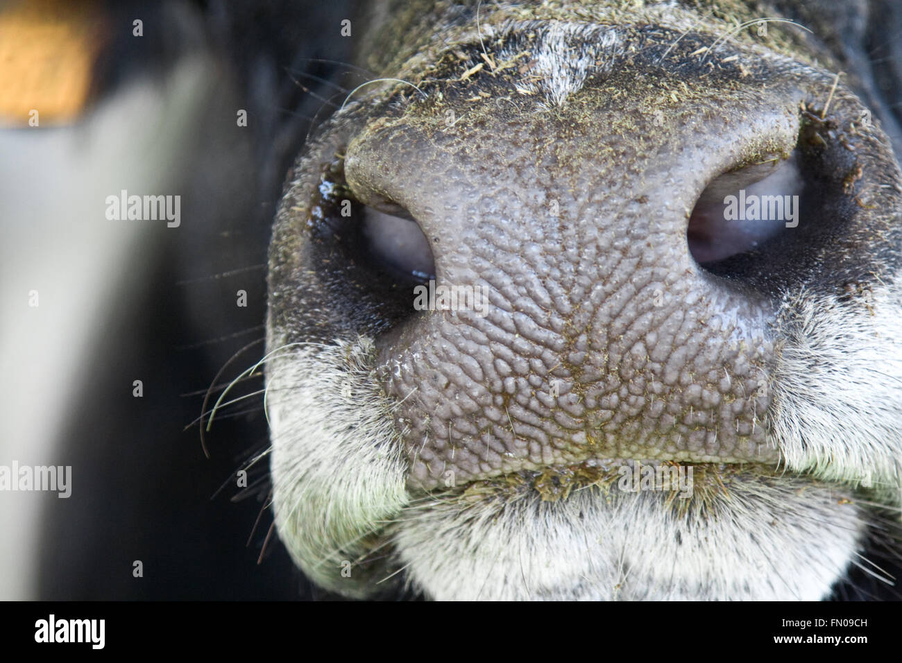 Cow mouth Banque de photographies et d’images à haute résolution - Alamy