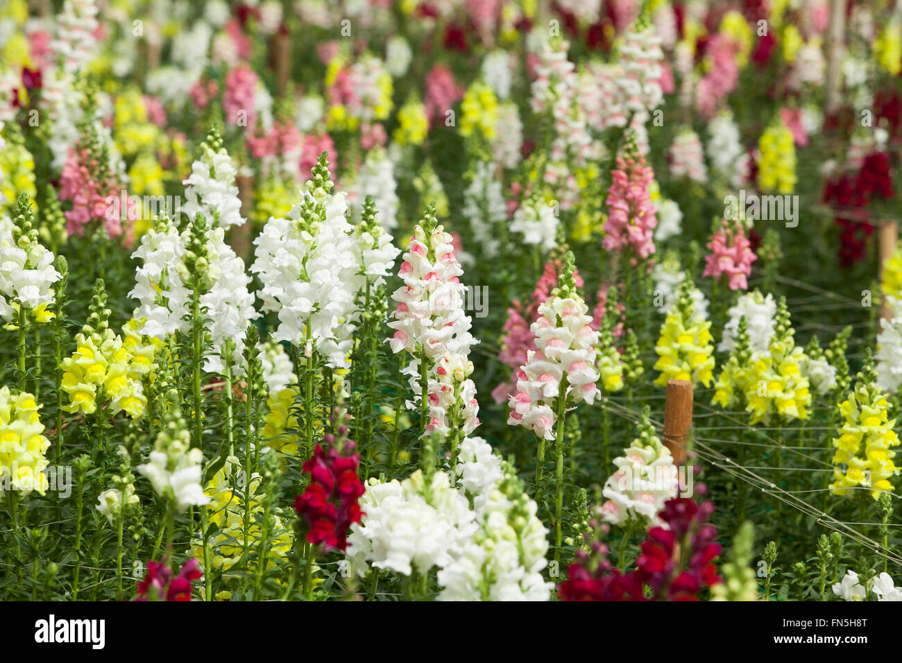 Toutes sortes de fleurs Banque de photographies et d’images à haute ...