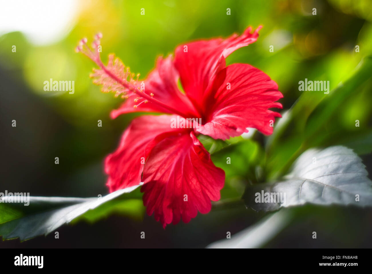 Chembarathi flower Banque de photographies et d’images à haute ...