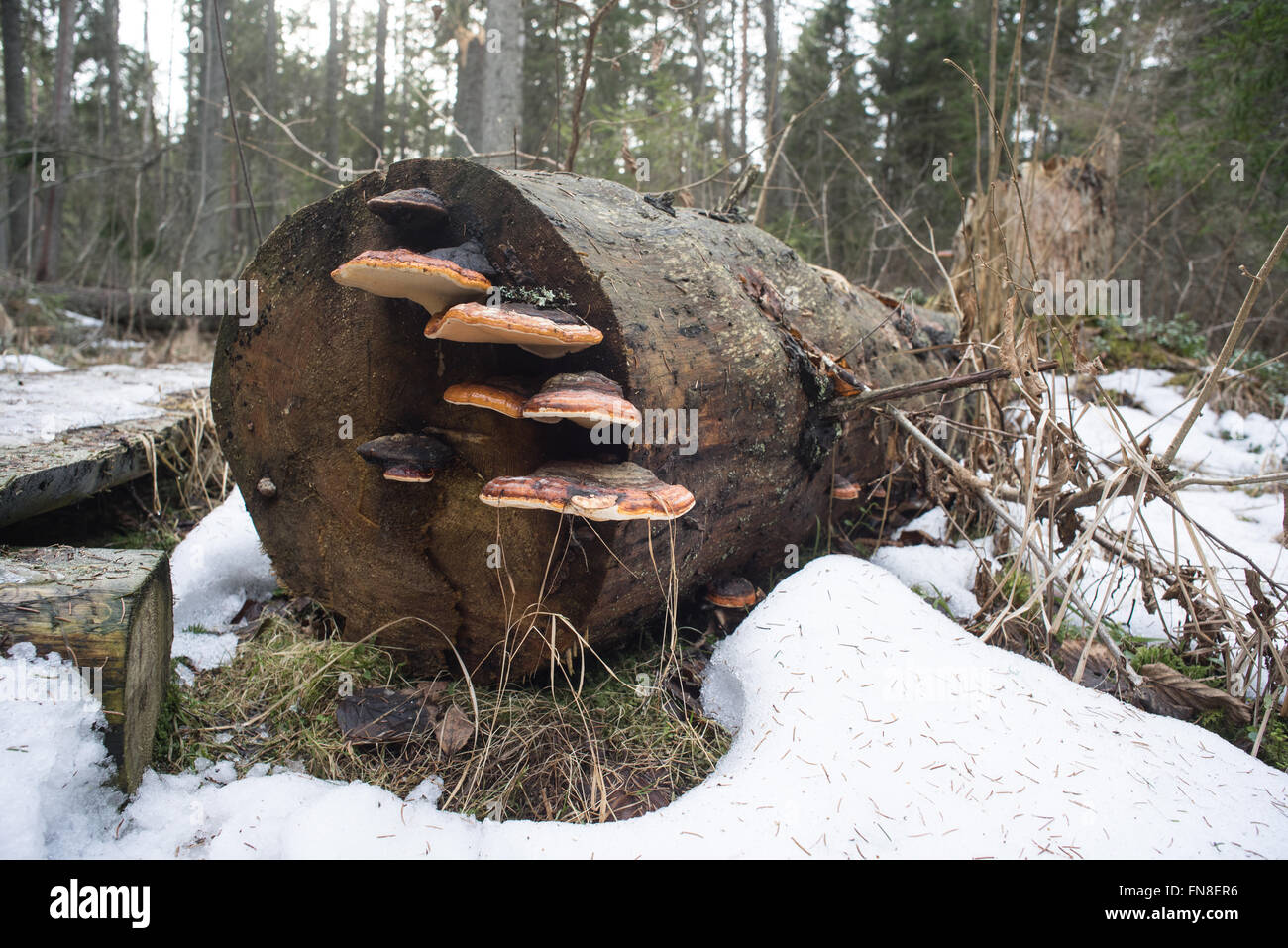 Champignon sur l'arbre en milieu naturel. Mousse de Champignons et ...