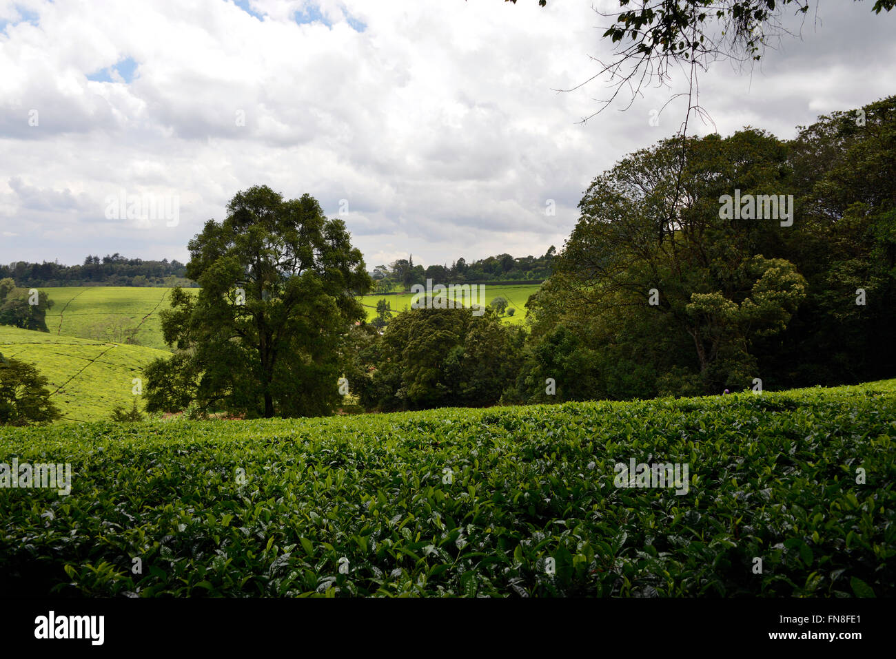Afrique : Kenya : une plantation de thé à limuru tea farm, Naivasha ...