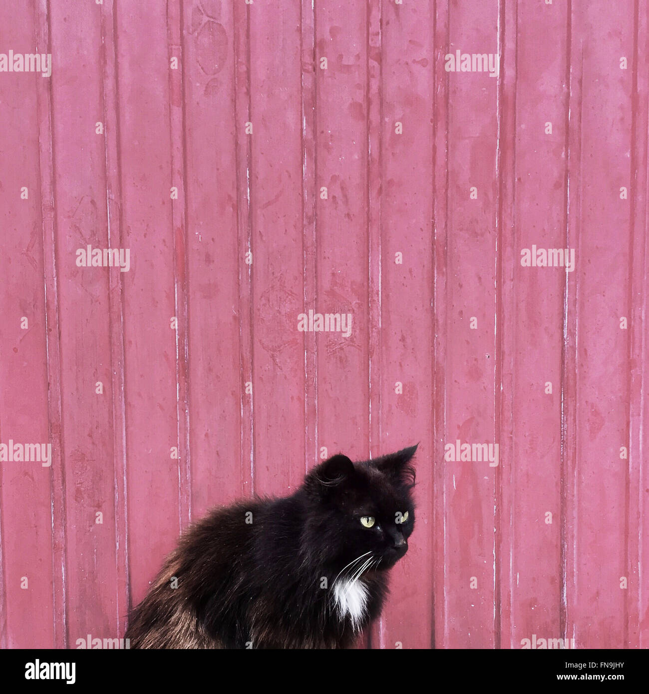 Chat assis de face Banque de photographies et d’images à haute ...