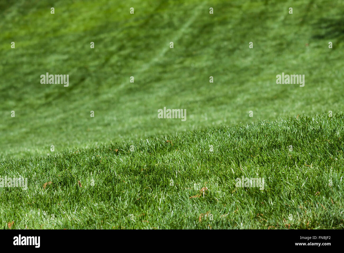 Lawn texture Banque de photographies et d’images à haute résolution - Alamy
