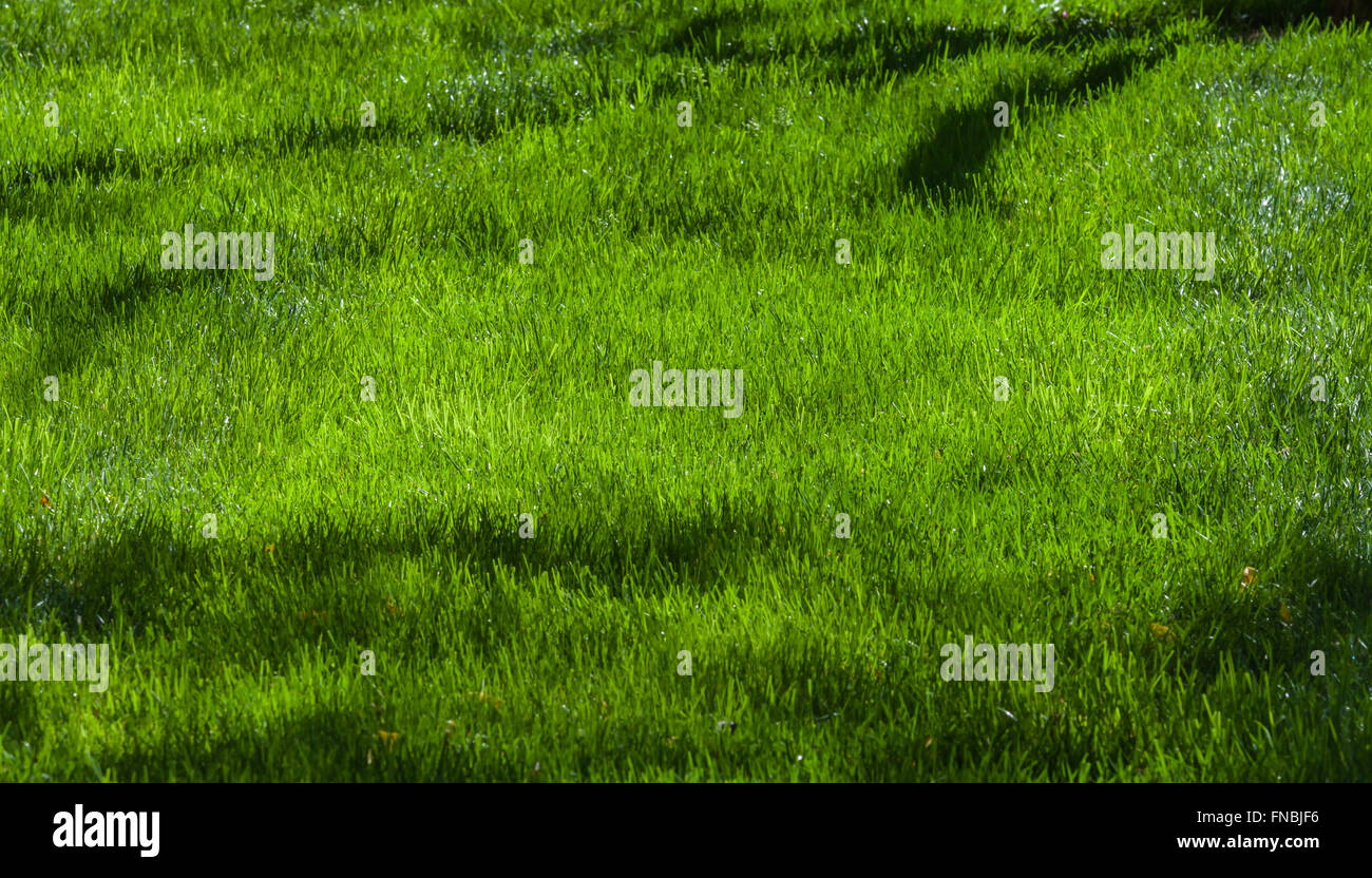 Lawn texture Banque de photographies et d’images à haute résolution - Alamy