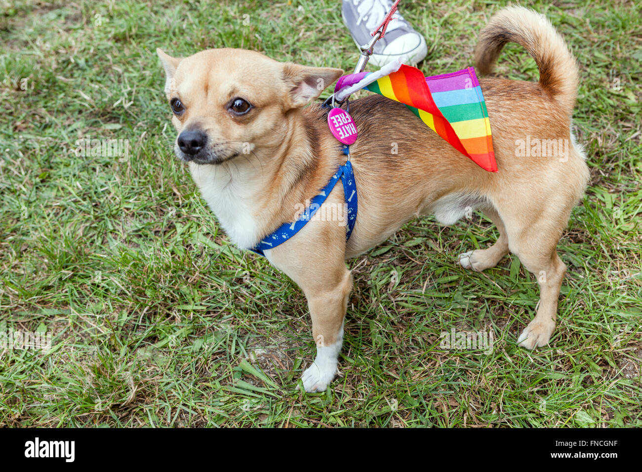 Chien Chihuahua avec drapeau LGBT Photo Stock - Alamy