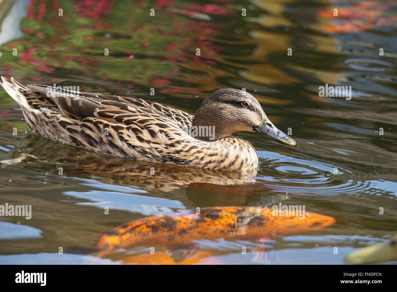 Poisson canard Banque de photographies et d’images à haute résolution ...