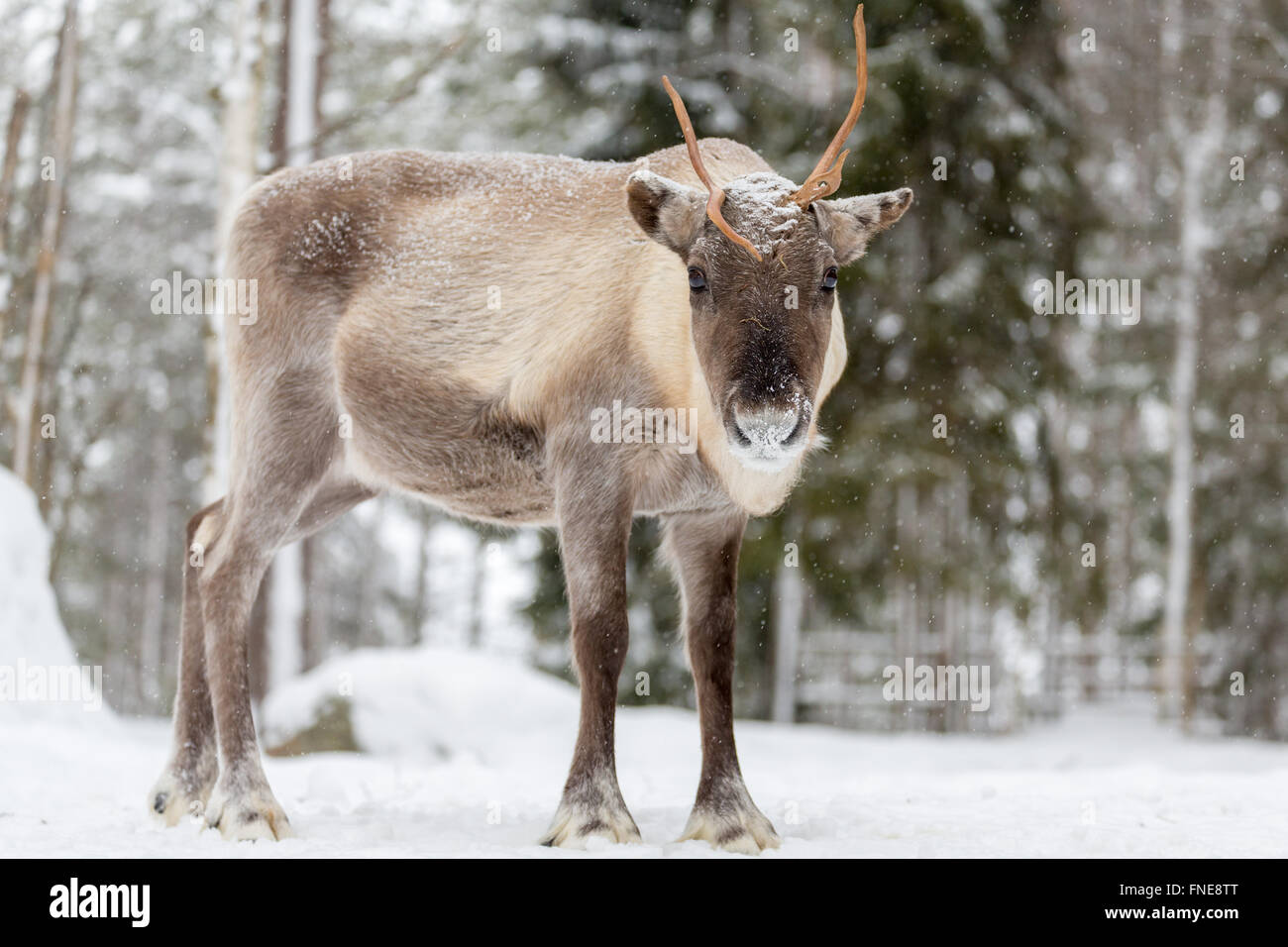 Rennes En Laponie Banque d'image et photos - Alamy