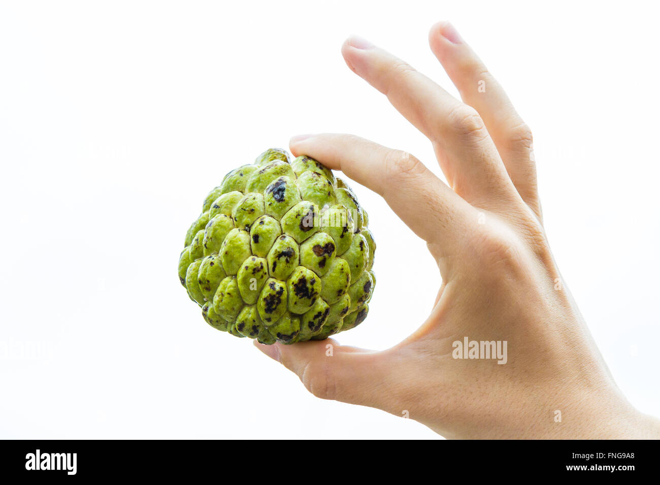 Pomme à sucre Banque de photographies et d’images à haute résolution ...