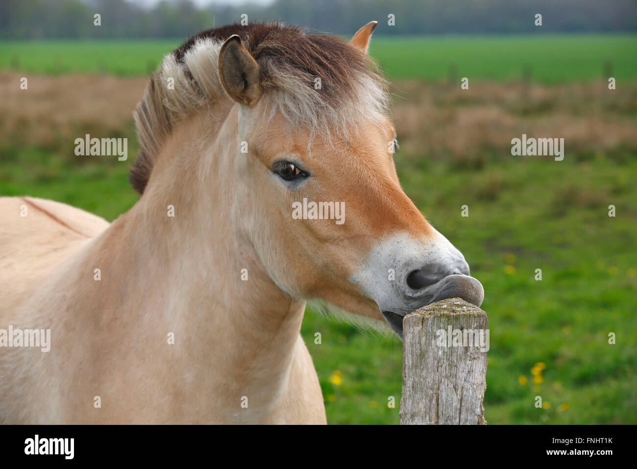 Fjord cheval Banque de photographies et d’images à haute résolution - Alamy
