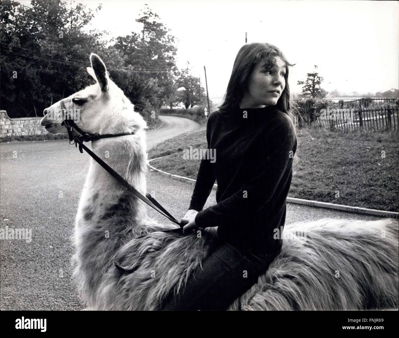 Julie rides to village llama trotting along lanes malton Banque de ...