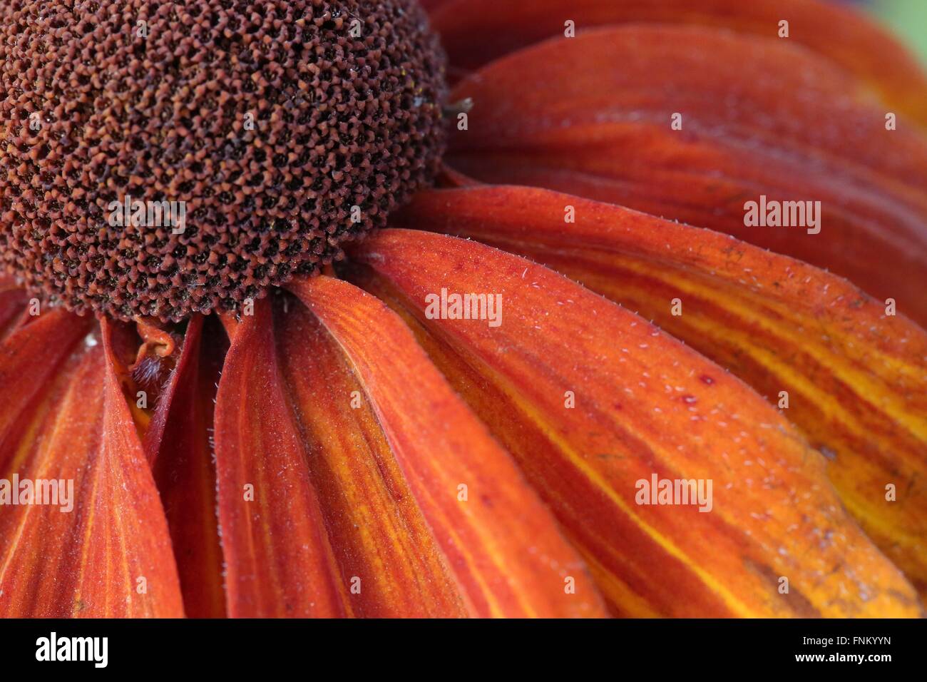 Fleur brune Banque de photographies et d’images à haute résolution - Alamy