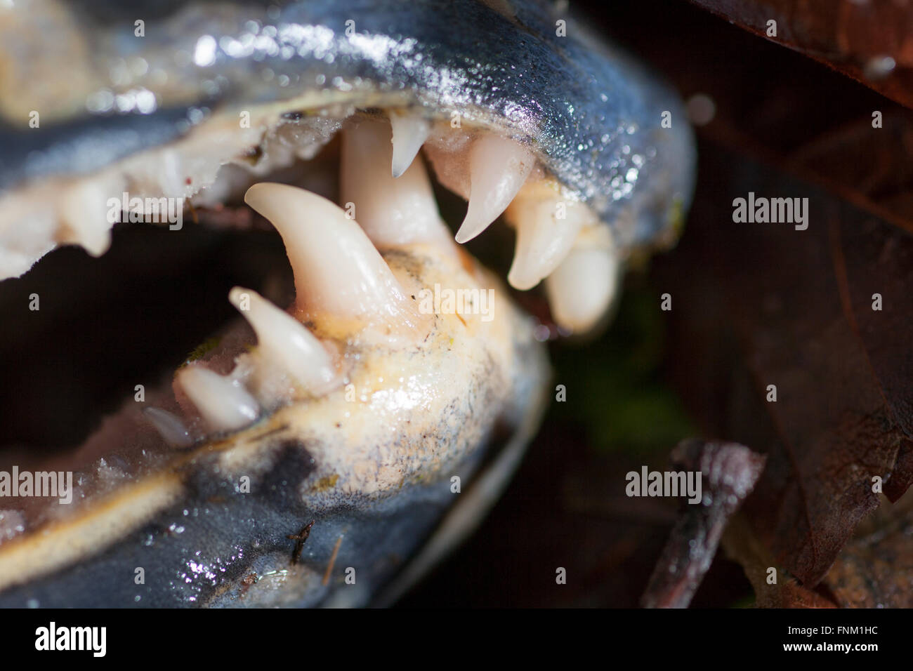 Poisson Dents Banque d'image et photos - Alamy