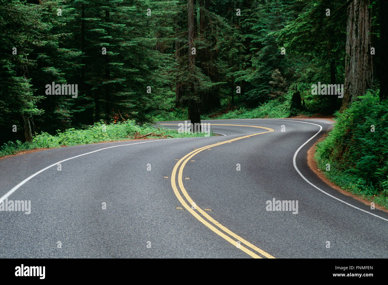 Route à travers un séquoia Banque de photographies et d’images à haute ...