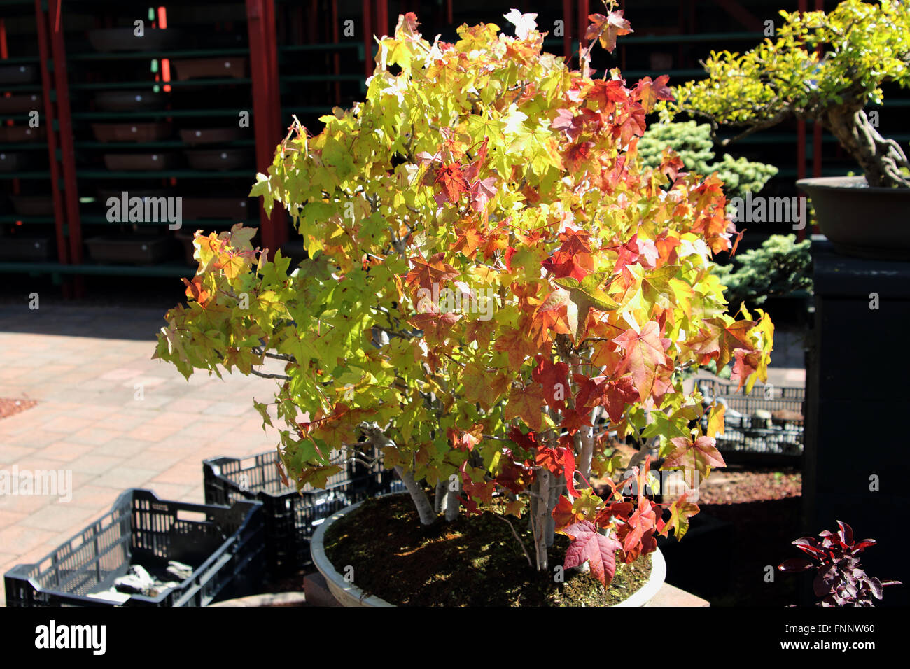 Bonsai varieties Banque de photographies et d’images à haute résolution ...