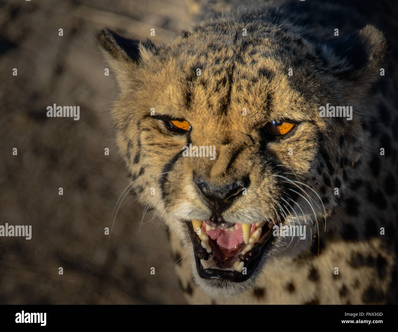 Décor de peau de guépard Banque de photographies et d’images à haute ...