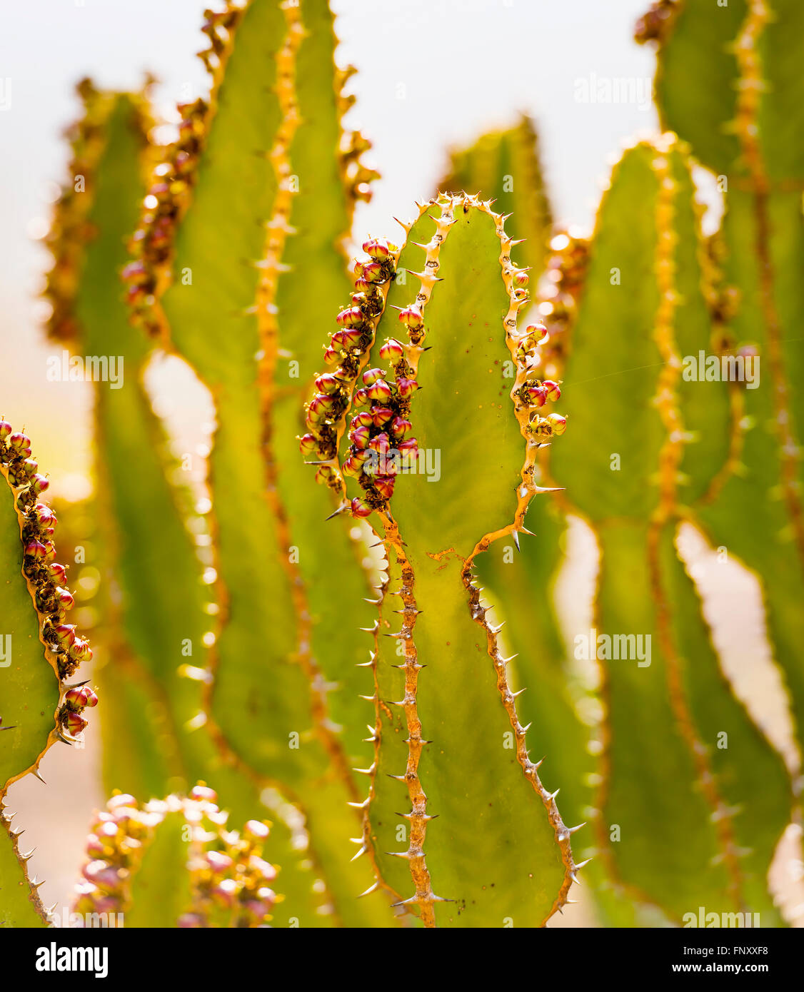 Cactus du désert appelé arbre candélabre (Euphorbia ingels) dans ...
