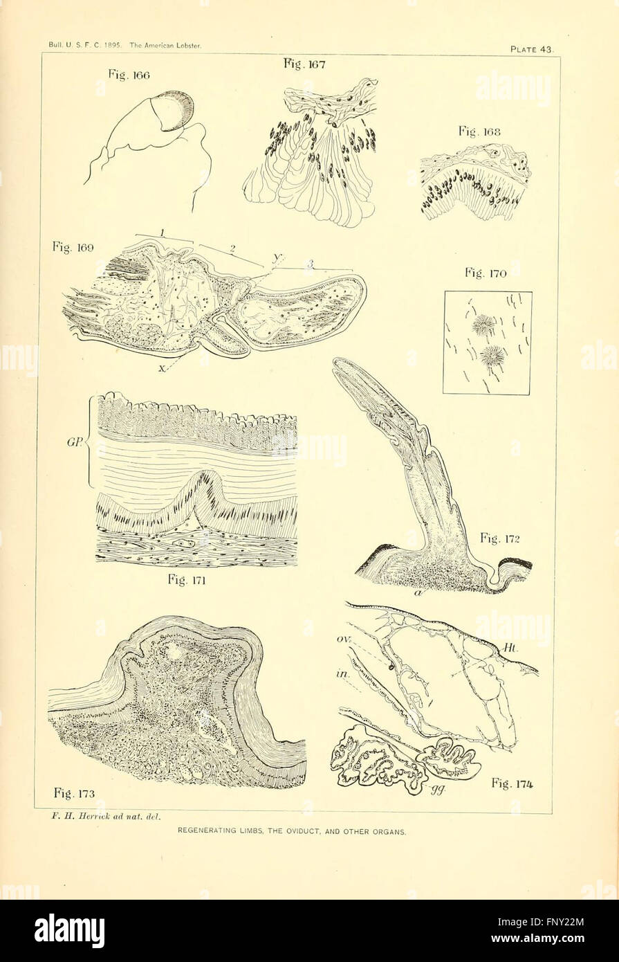 Cette illustration du homard d’Amérique met en évidence son anatomie ...
