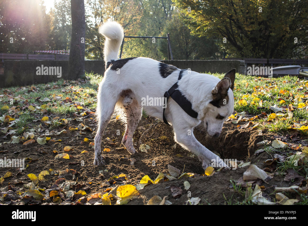 Queue de chien Banque de photographies et d’images à haute résolution ...